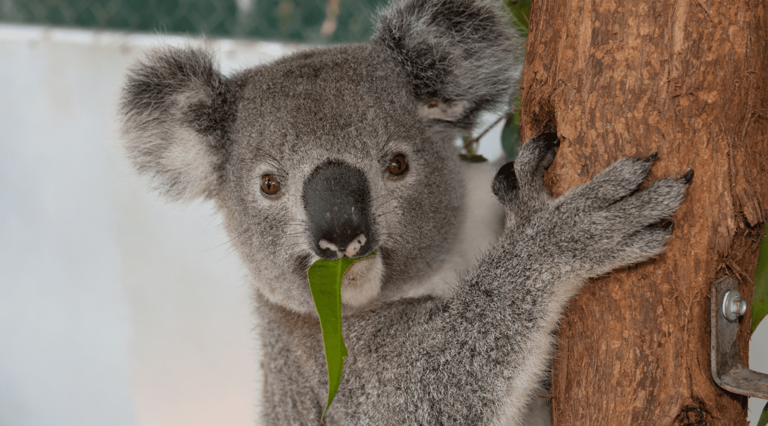Koalas and dogs - Friends of the Koala