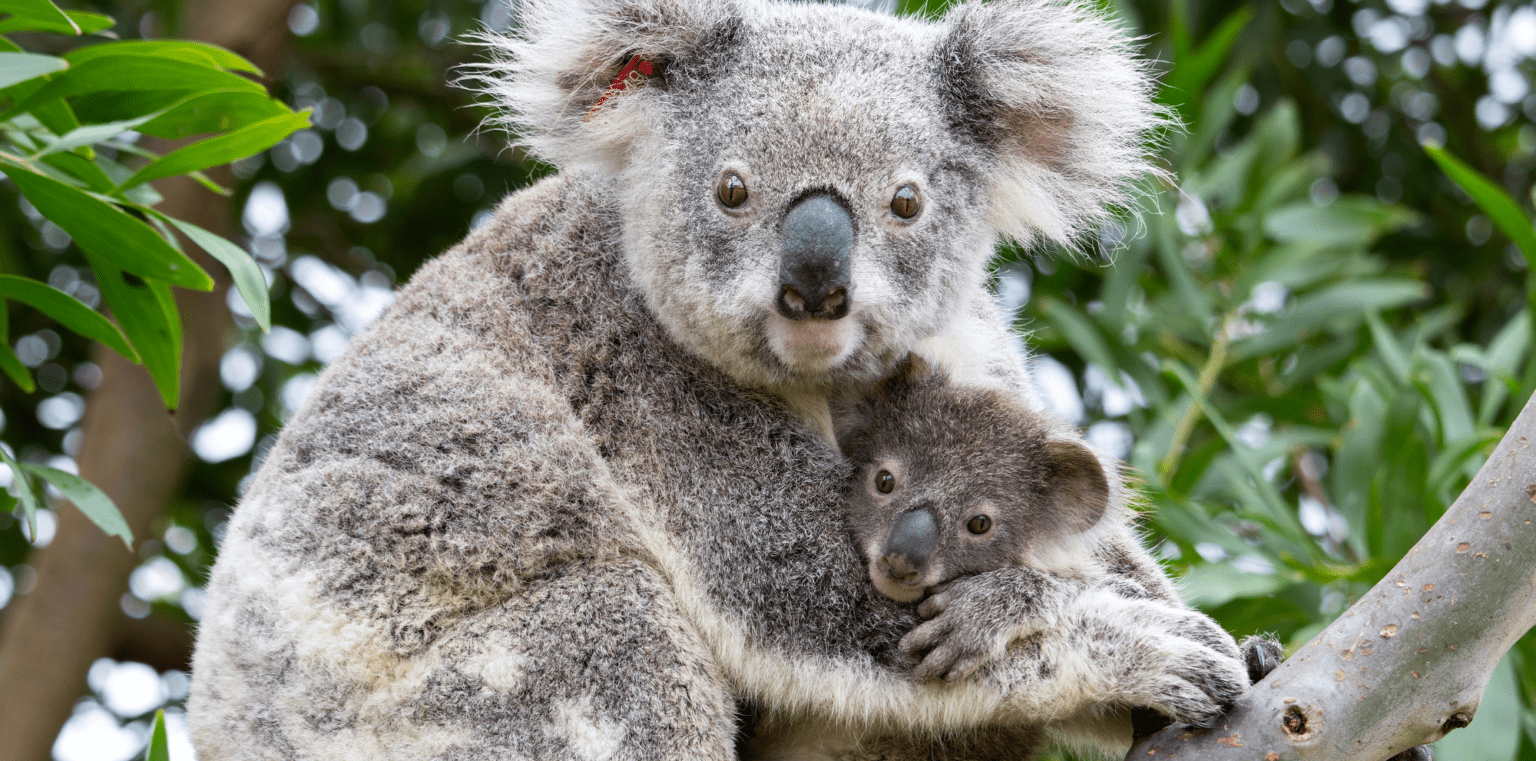 World Conservation Day: Protecting Koalas Means Protecting Our Future ...