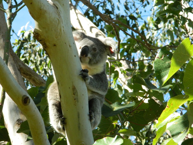 The Storm Boys and a little girl try soft release... - Friends of the Koala