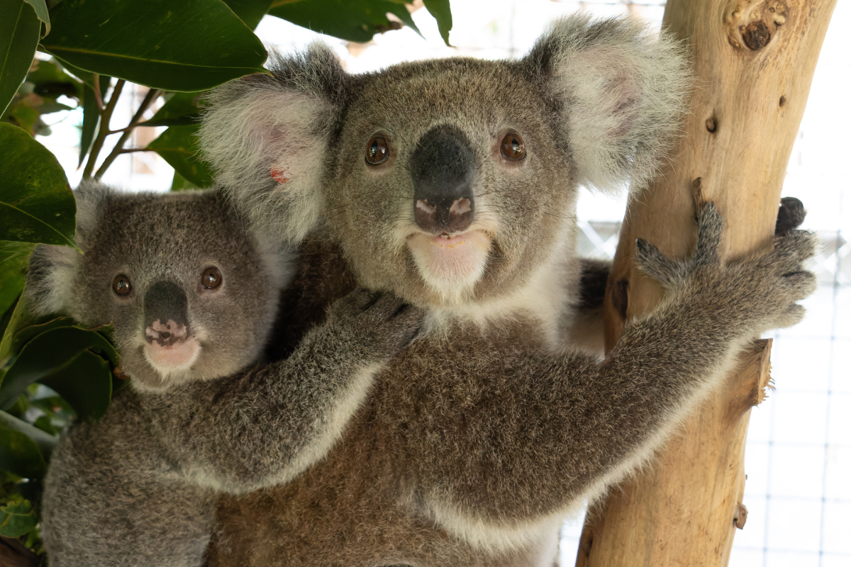 Facts about koalas - breeding season - Friends of the Koala