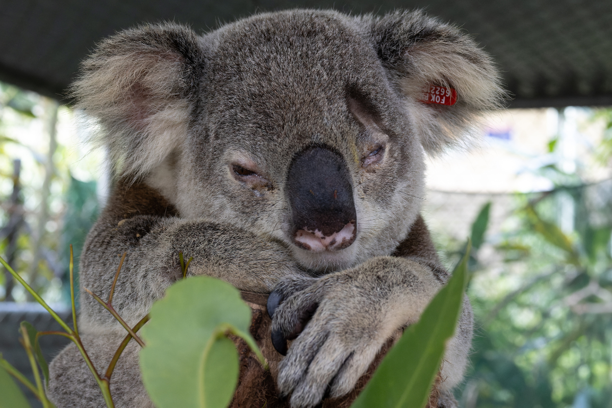 Help us protect koalas in 2025 - Friends of the Koala