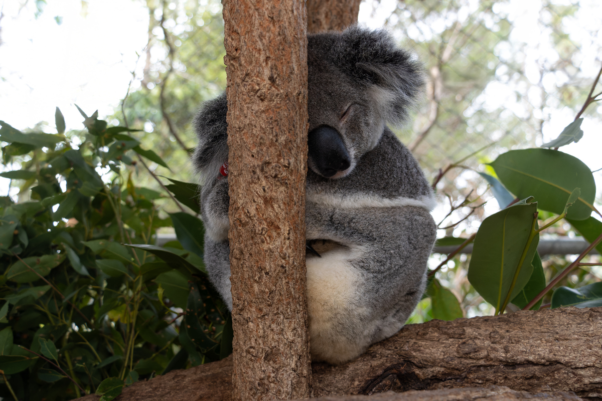 Help us protect koalas in 2025 - Friends of the Koala