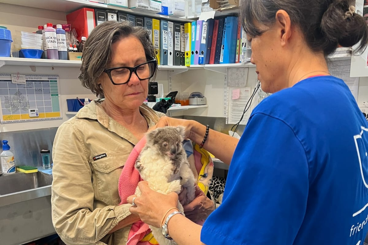 Help us protect koalas in 2025 - Friends of the Koala