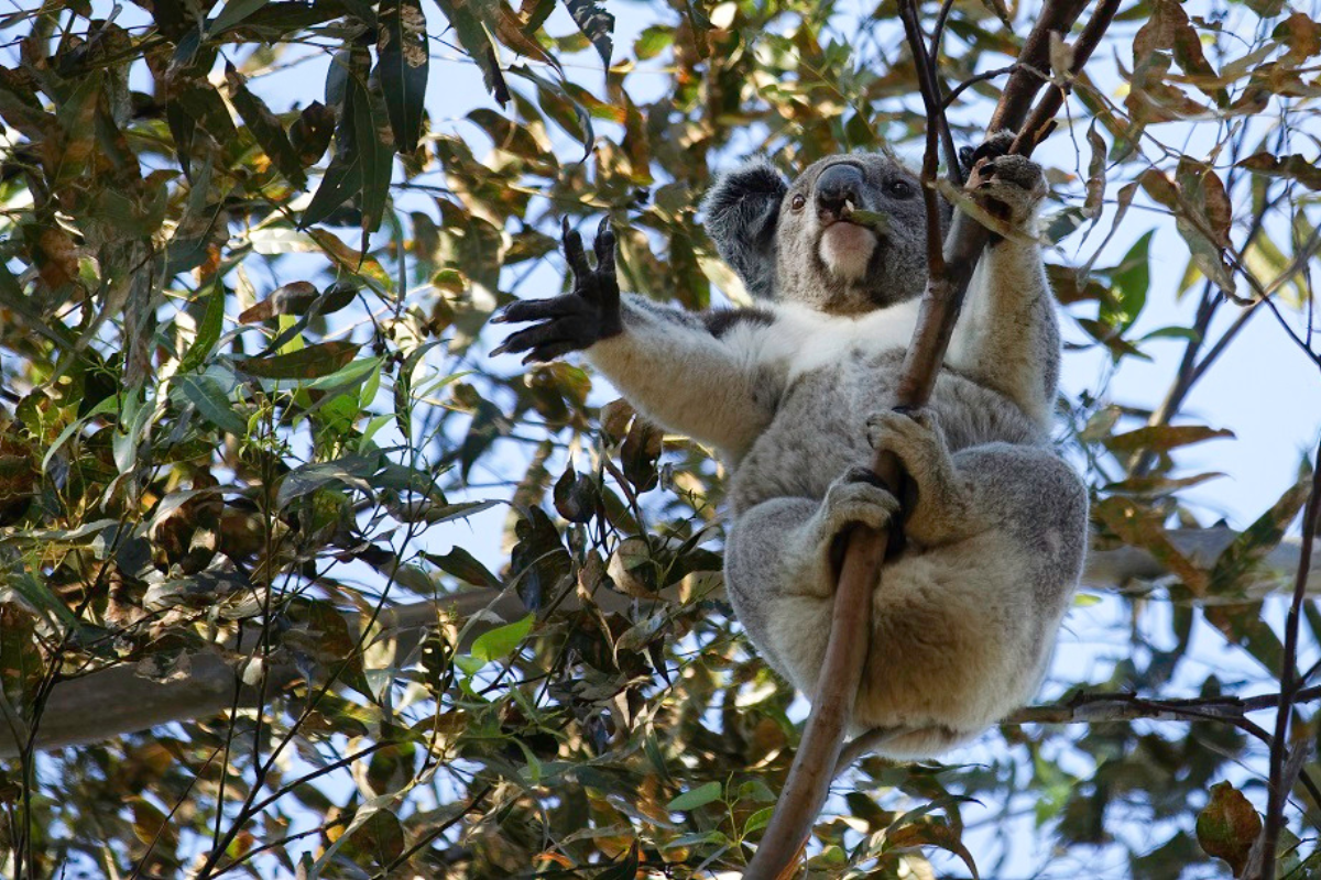 Help us protect koalas in 2025 - Friends of the Koala