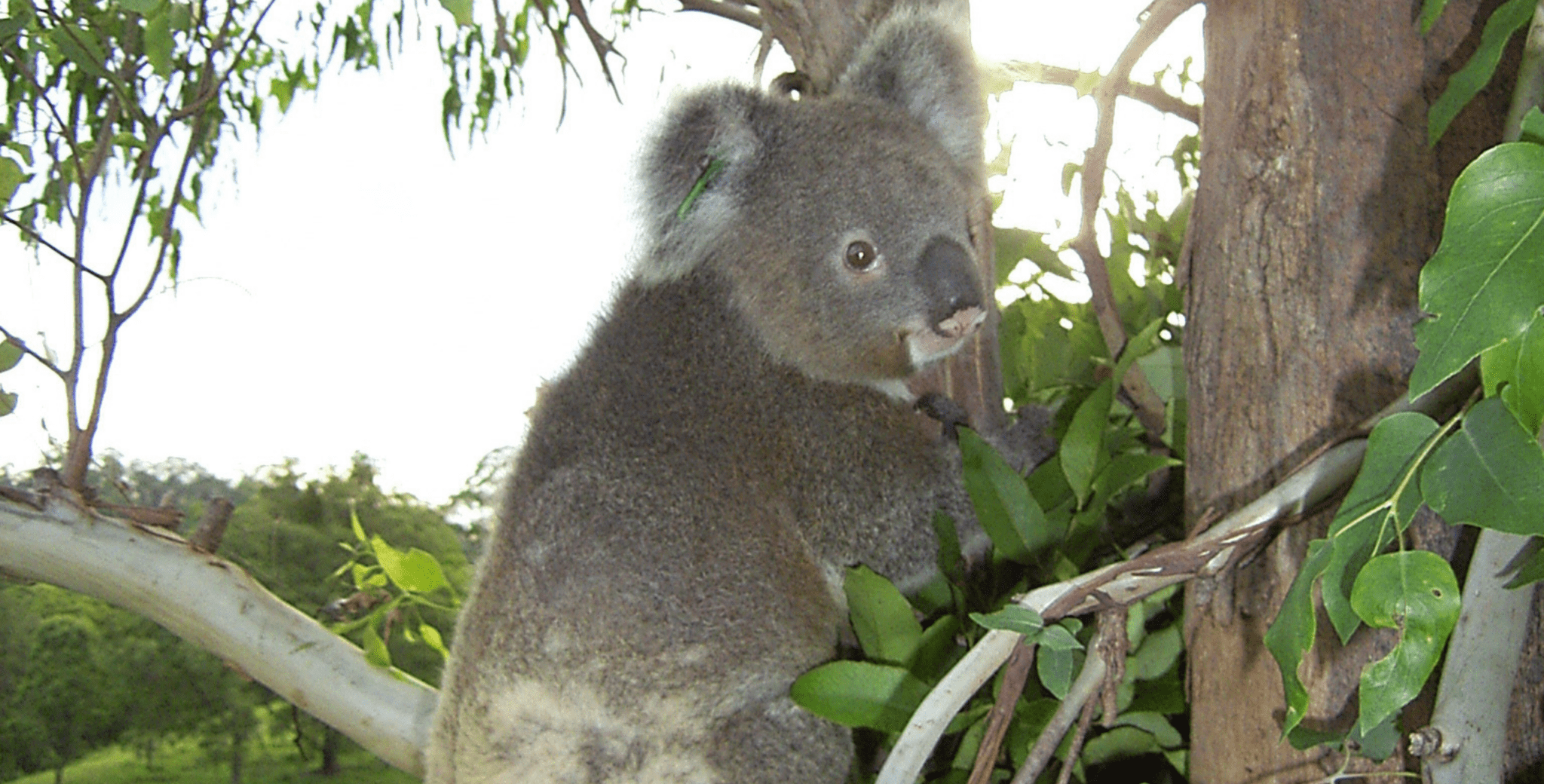 Celebrating our 2000th koala release on Wild Koala Day - Friends of the ...