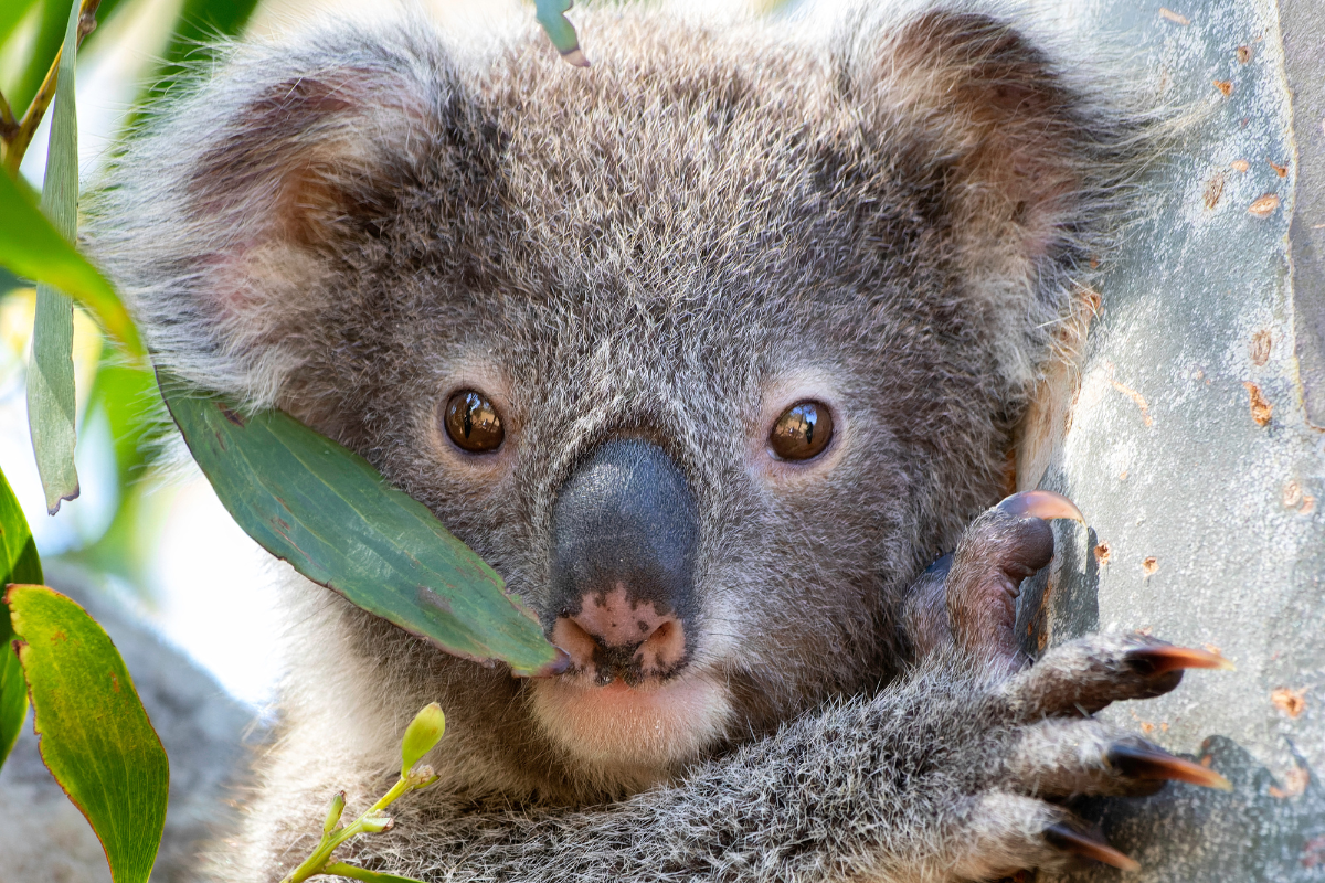 World Conservation Day: Protecting Koalas Means Protecting Our Future - Friends of the Koala