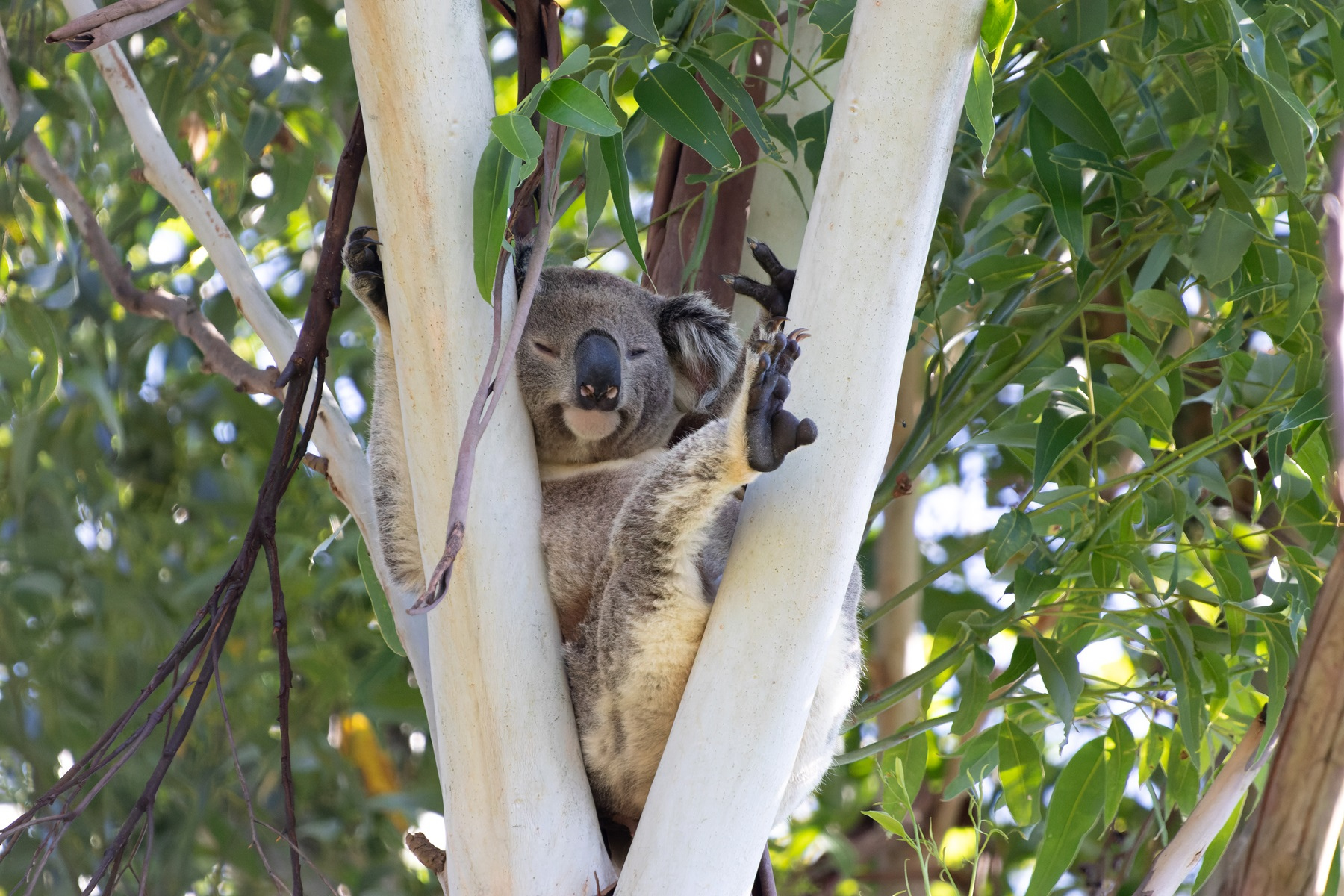 Koala food tree plantations - Friends of the Koala