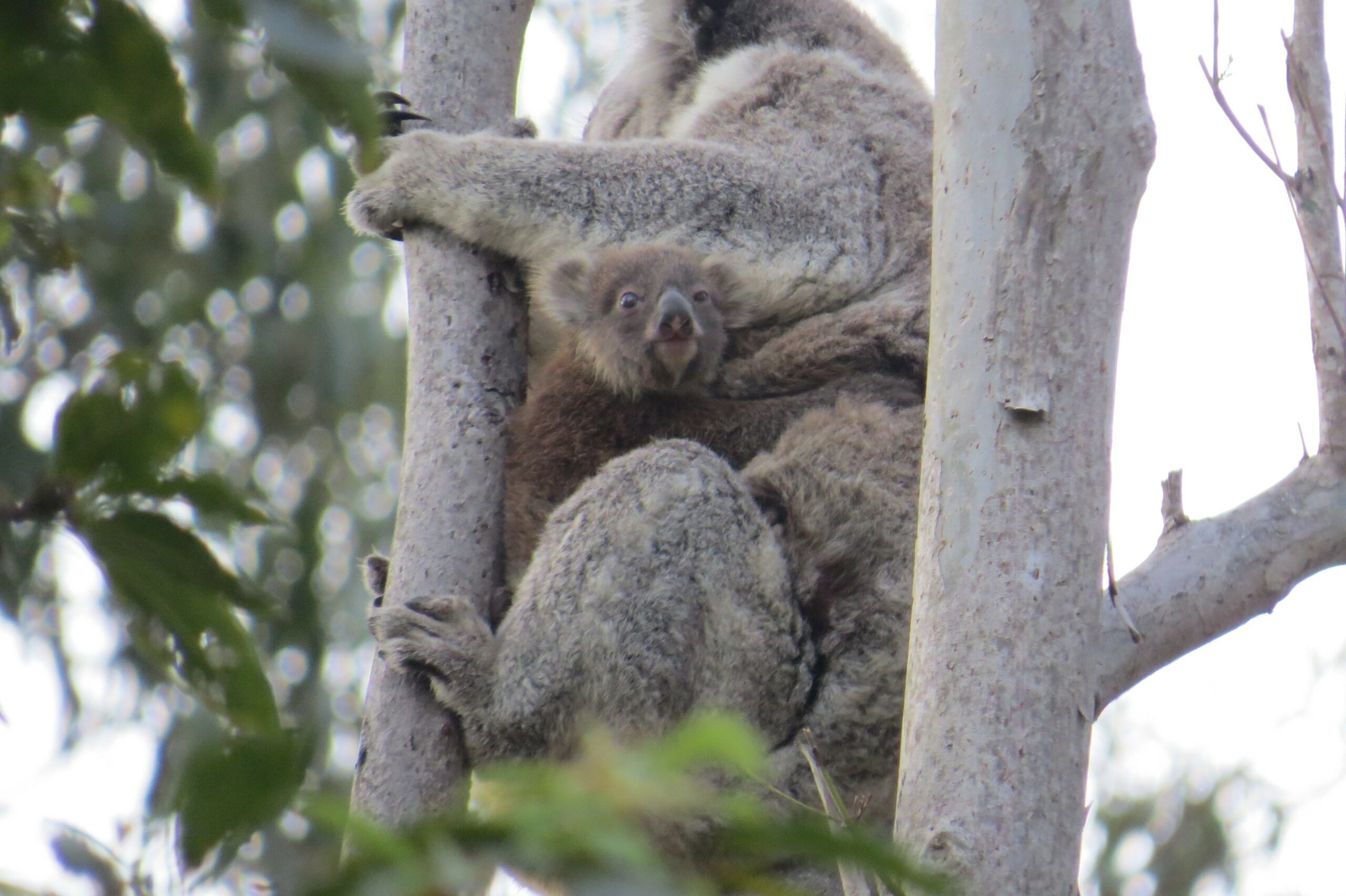 Local news round-up for September - Friends of the Koala