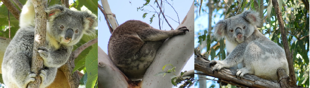 Rescuing and Rehabilitating Koalas - Friends of the Koala