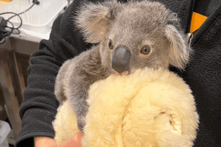 Koala Kindy and Care Centre August - Friends of the Koala