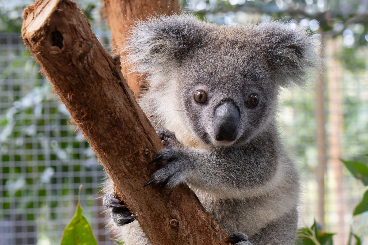 Koala Kindy May 2024 - Friends of the Koala