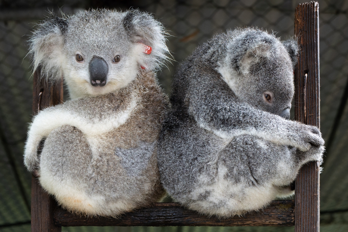 10 ways to help koalas in 2024 - Friends of the Koala