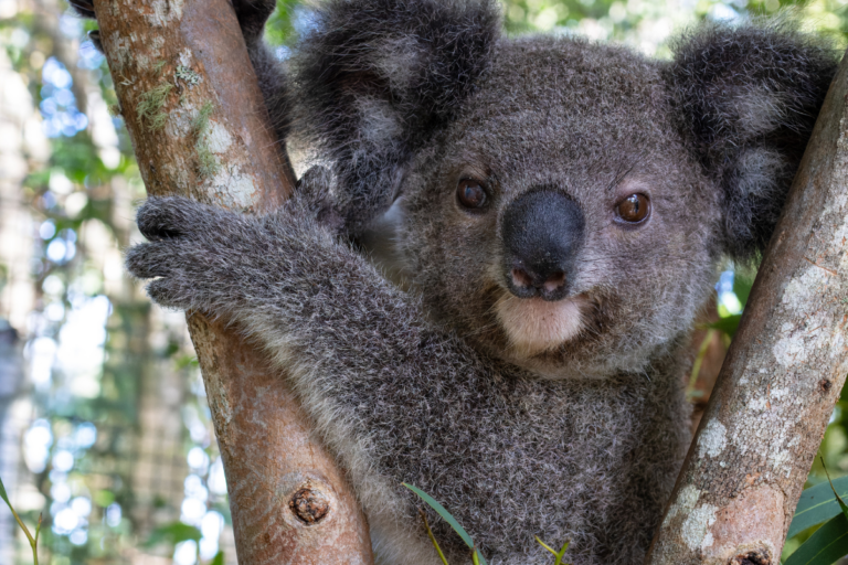 What does a wet koala look like? - Friends of the Koala