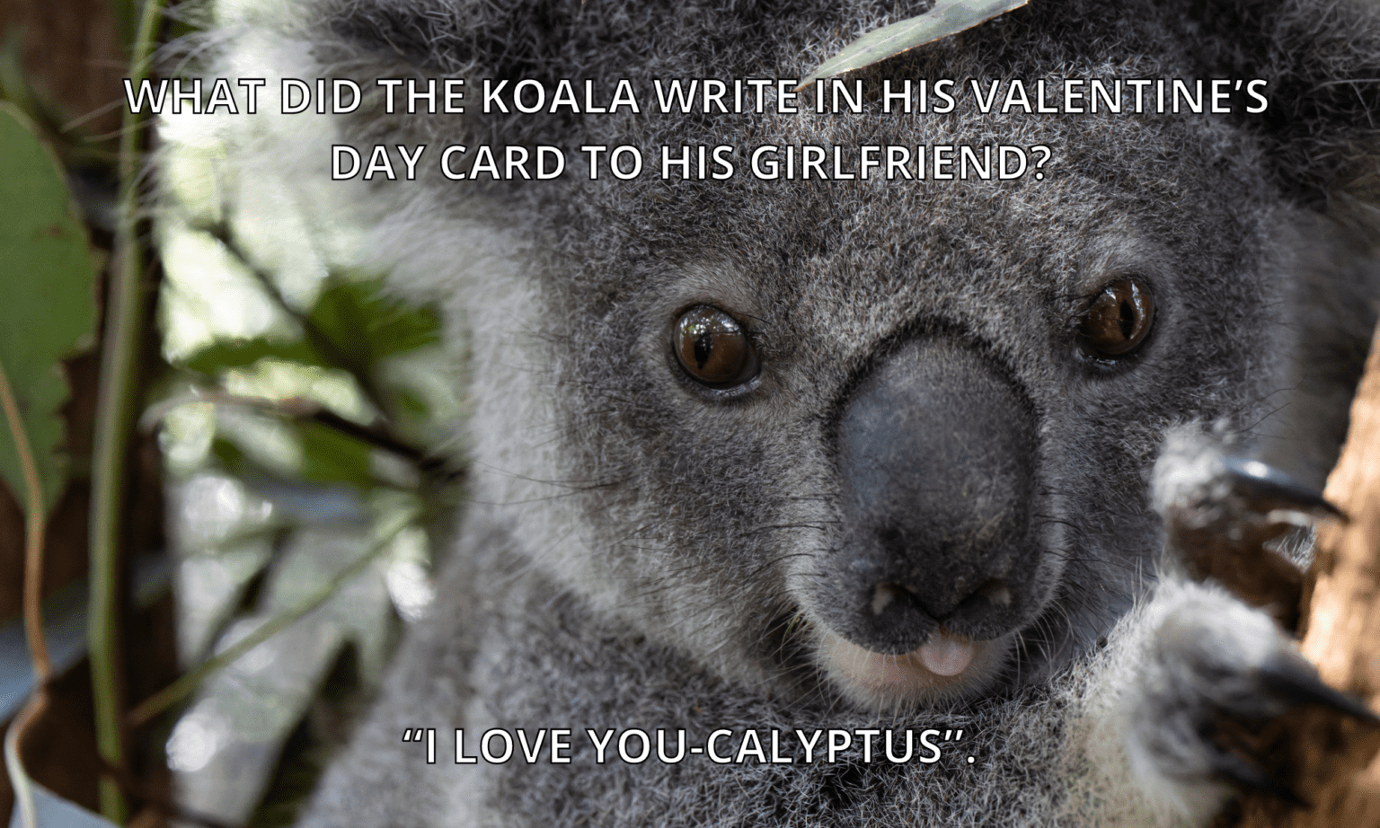 Koalaty jokes for kids of all ages! - Friends of the Koala