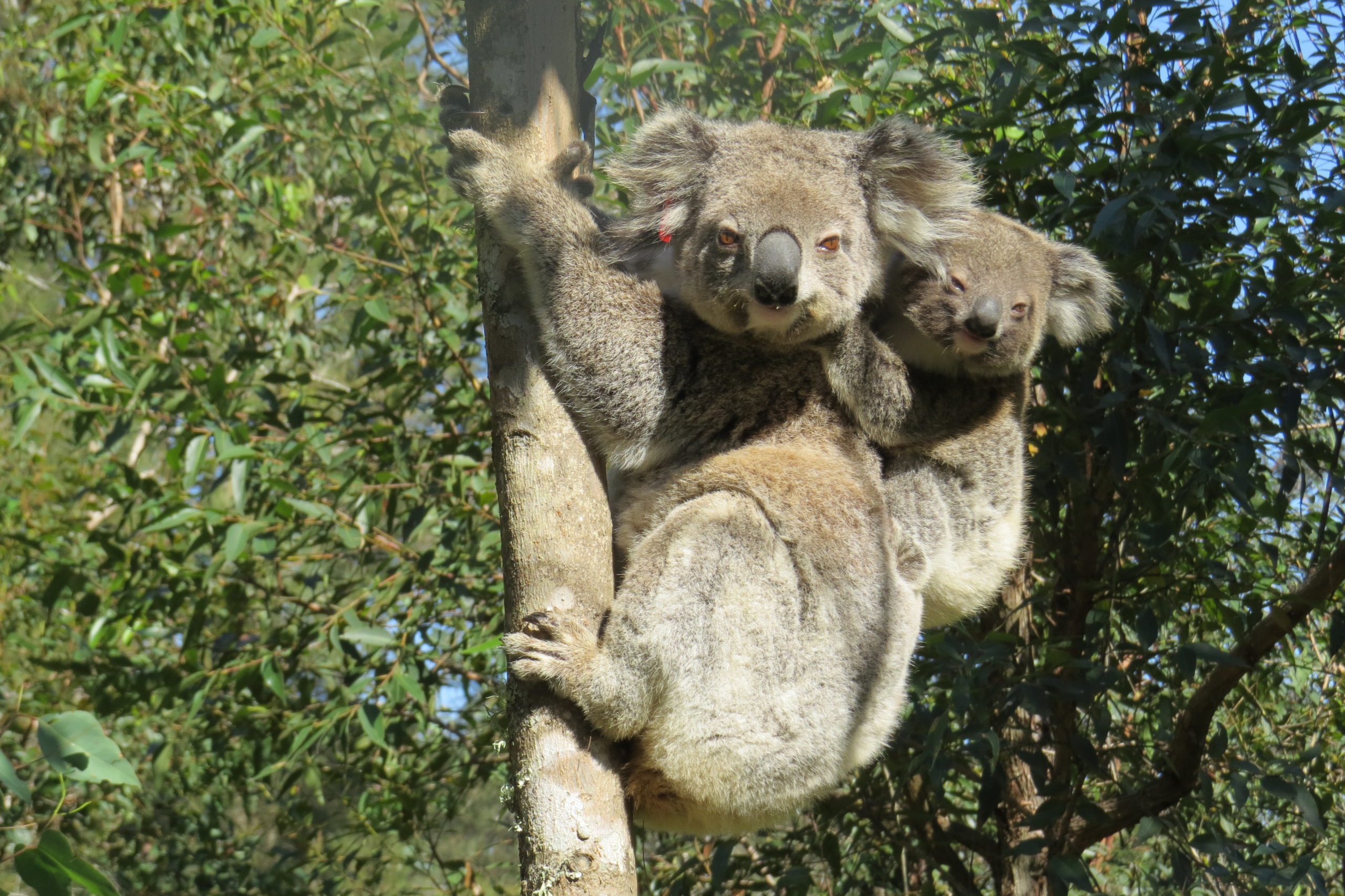 5 Koalas Hugging